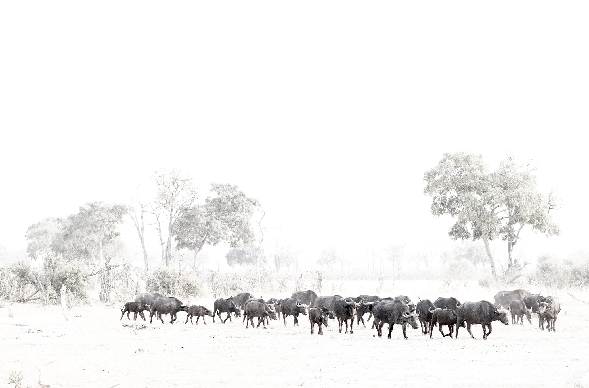 Buffalo – tagged "Buffalo" – Cathy Prettejohn Fine Art Photography