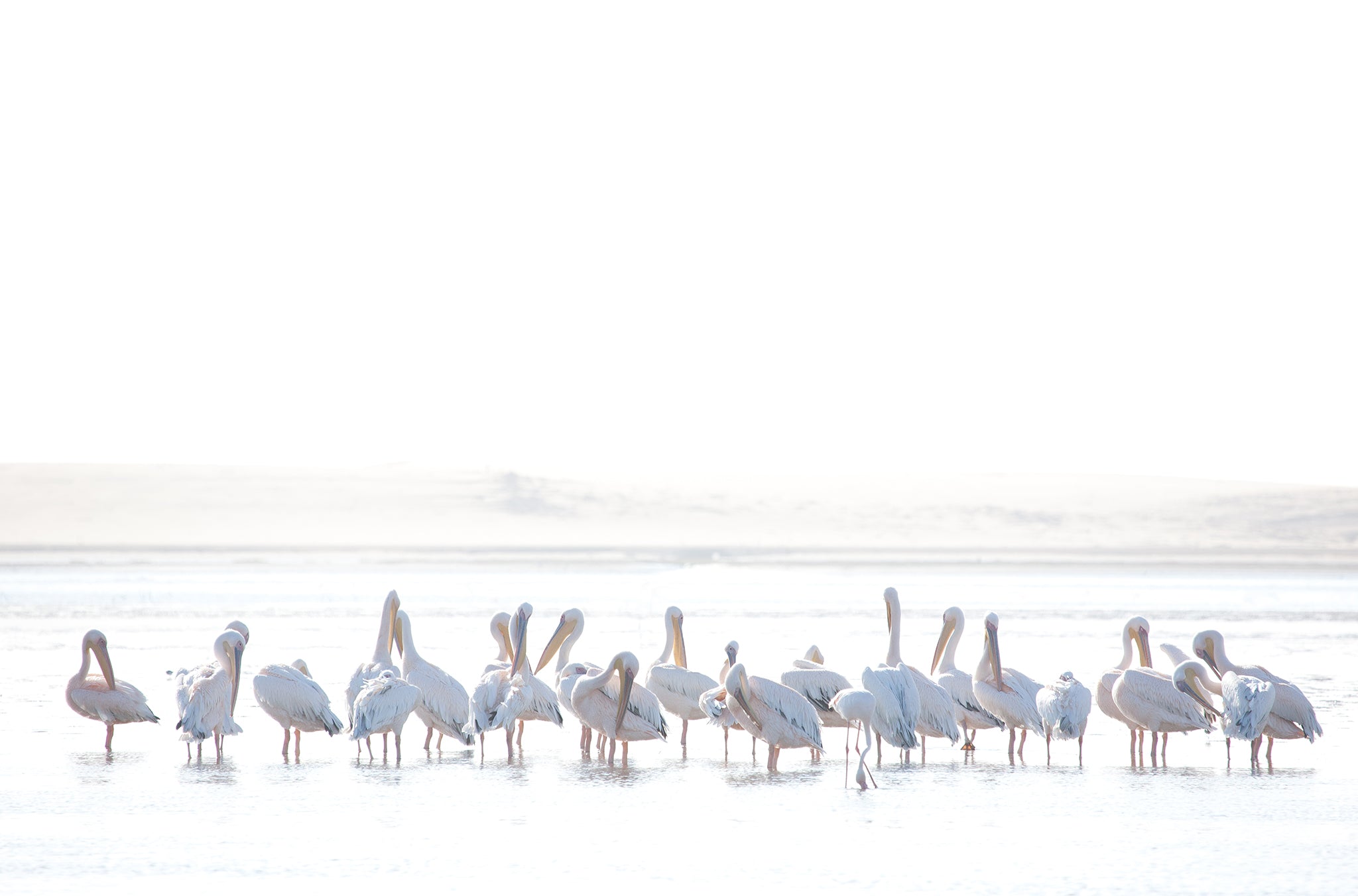 Birds – tagged "Birds" – Cathy Prettejohn Fine Art Photography